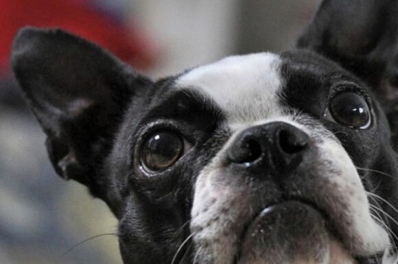 ¿De qué época existen los primeros perros braquicéfalos? - 25 se Informa